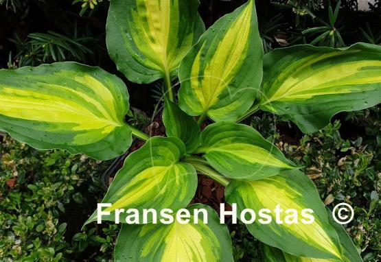 Hosta Happy Hour - Fransen Hostas